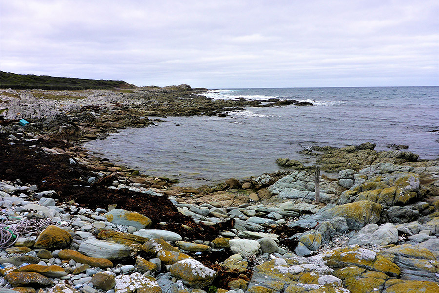 Paua - New Zealand's Most Iconic Shellfish - The Fishing Website