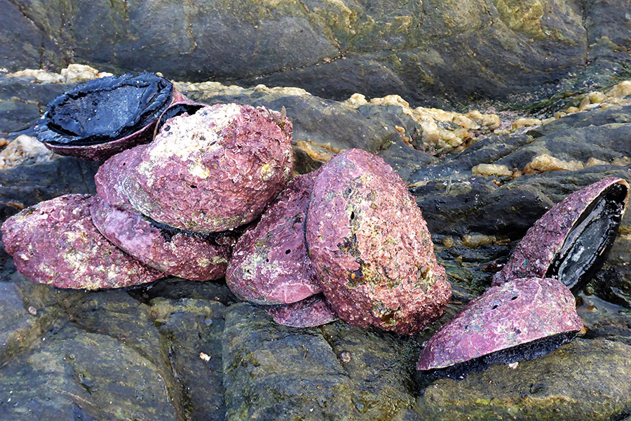 Paua - New Zealand's Most Iconic Shellfish - The Fishing Website