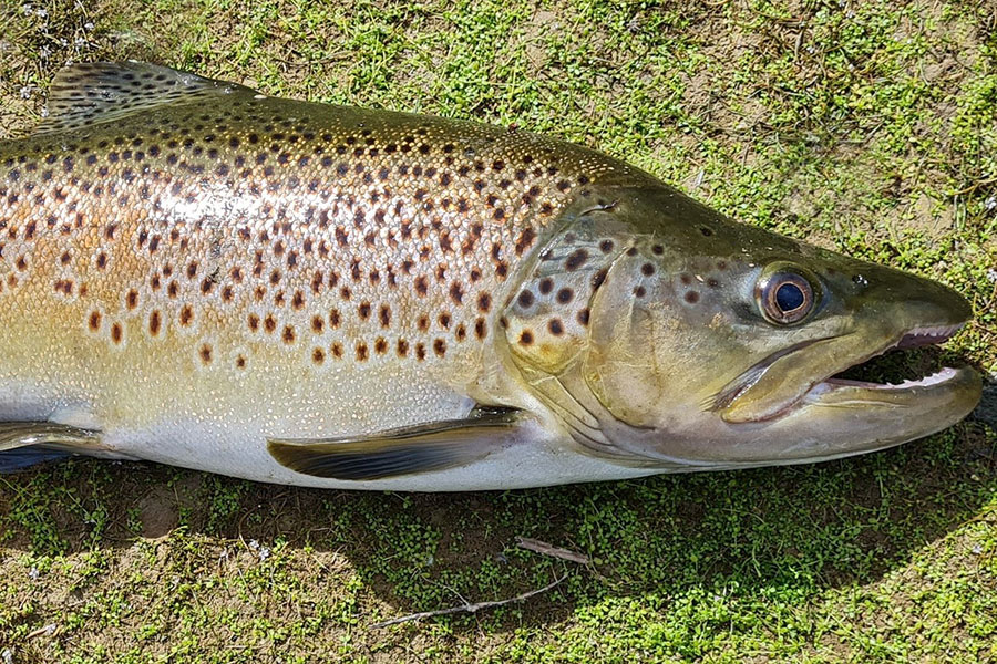 Fishing the Pomahaka River - The Fishing Website