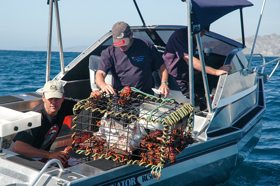 Potting For Crayfish - The Fishing Website