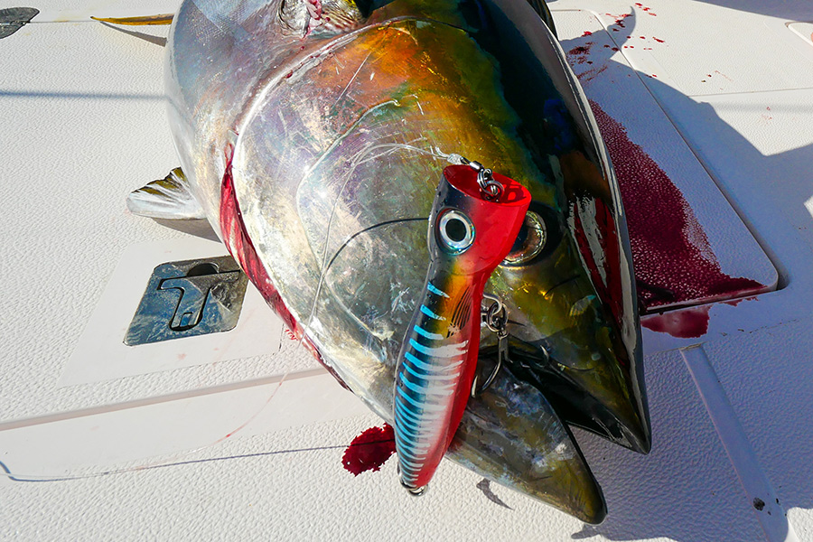 Expert Tips for Topwater Fishing - The Fishing Website