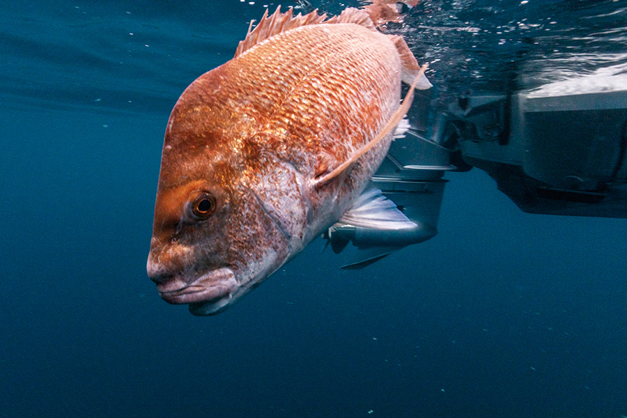 Survival Rates When Releasing Fish - The Fishing Website