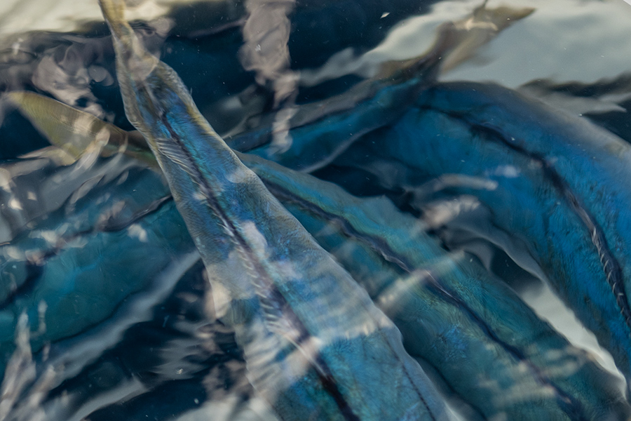 Slow Trolling For Kingfish - The Fishing Website