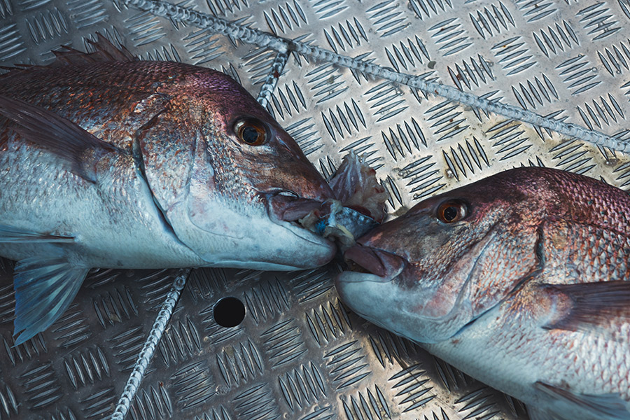 Snapper Fishing with Bait and Berley - The Fishing Website