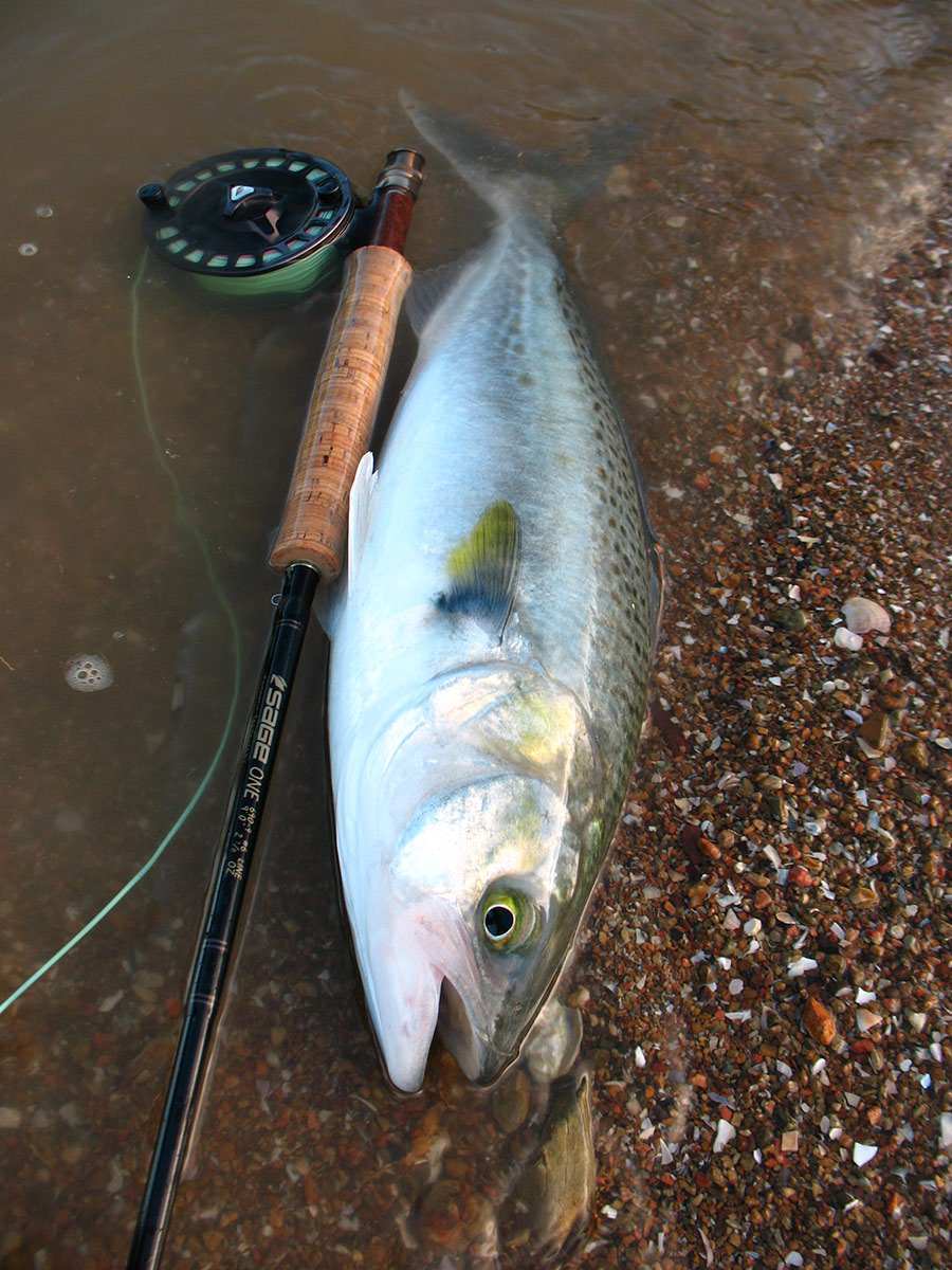 Saltwater Flyfishing for Kahawai in Spring - The Fishing Website