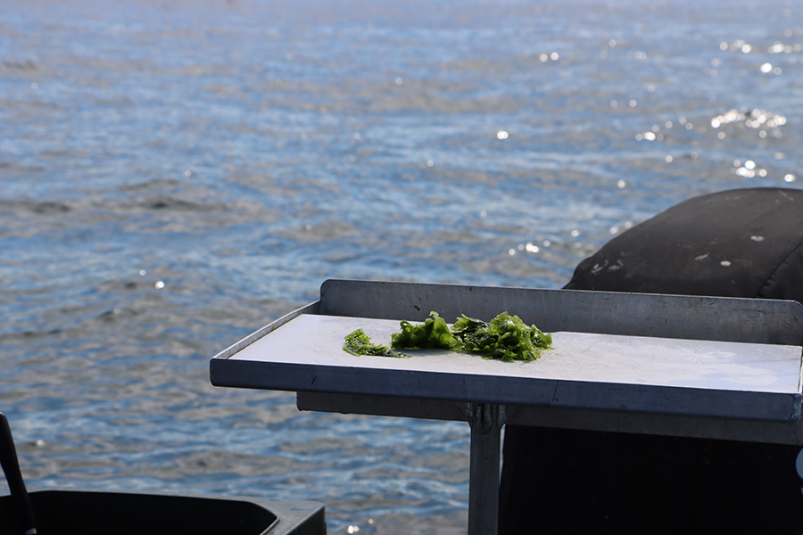 Fishing in Sydney Harbour - The Fishing Website