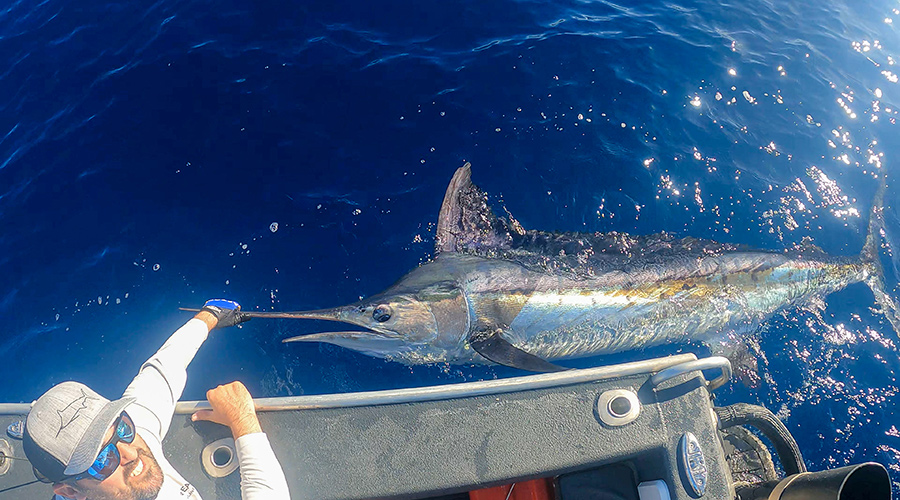 A Triple of Striped Marlin From A 15 Footer - The Fishing Website