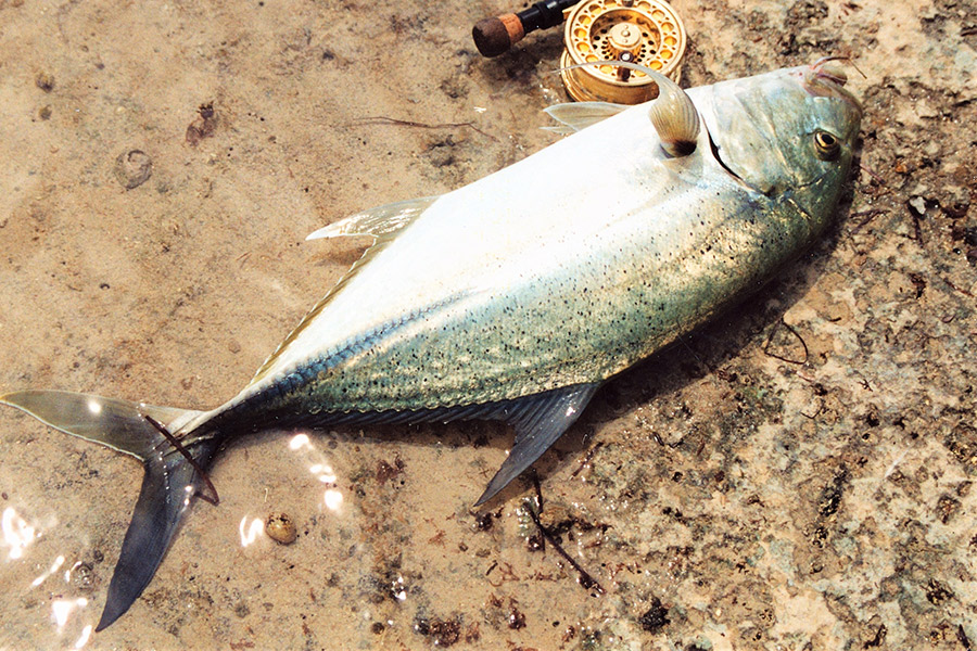 Fishing for Tropical Trevally - The Fishing Website