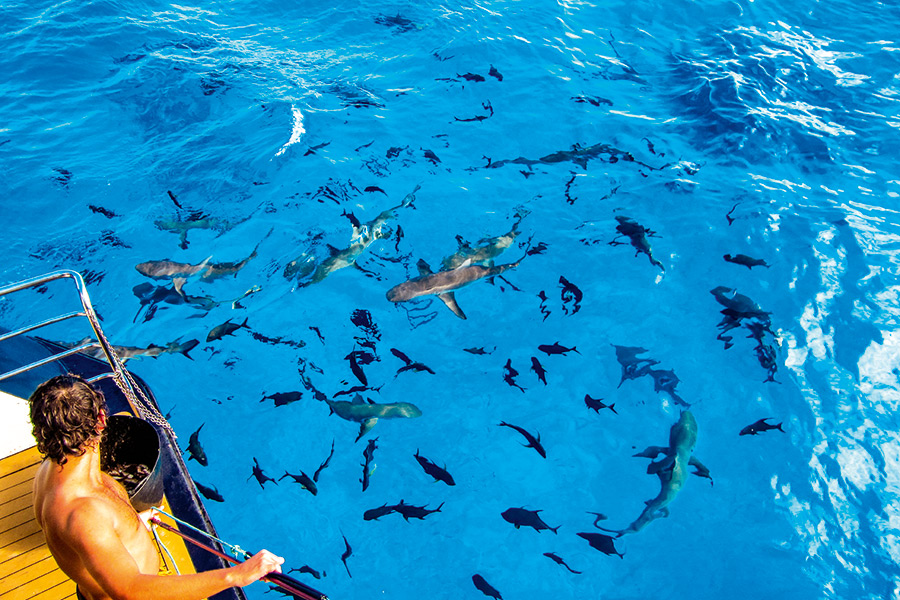 Fishing for Tropical Trevally - The Fishing Website