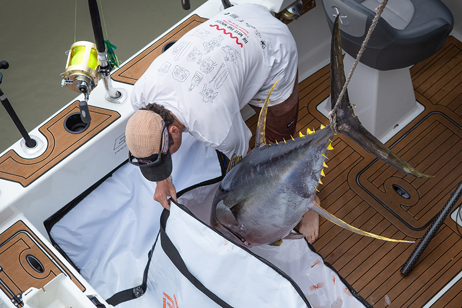 Catching Yellowfin at Whakatane - The Fishing Website