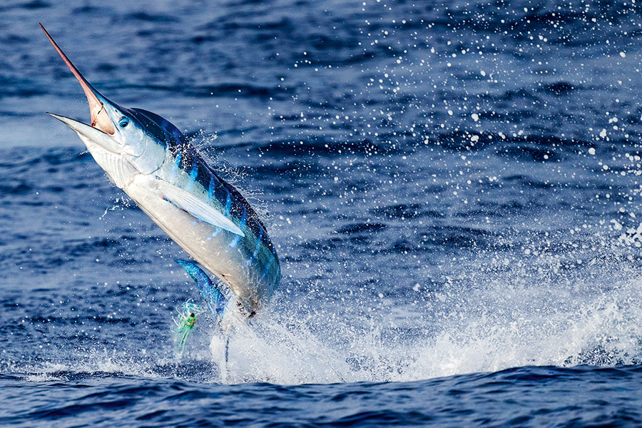 Catching Striped Marlin at the Wanganella Banks - The Fishing Website