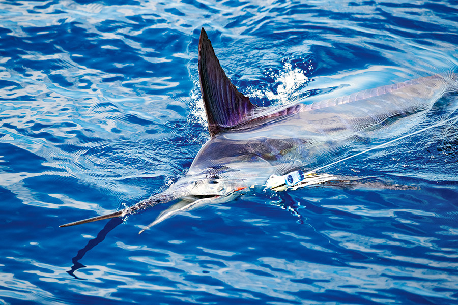 Catching Striped Marlin at the Wanganella Banks - The Fishing Website