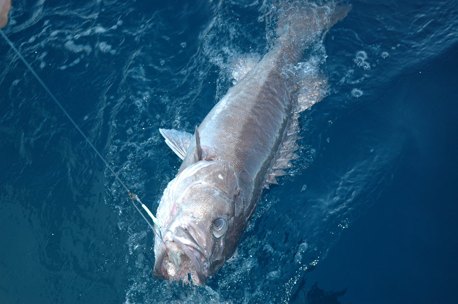 Bait Fishing Basics - The Fishing Website