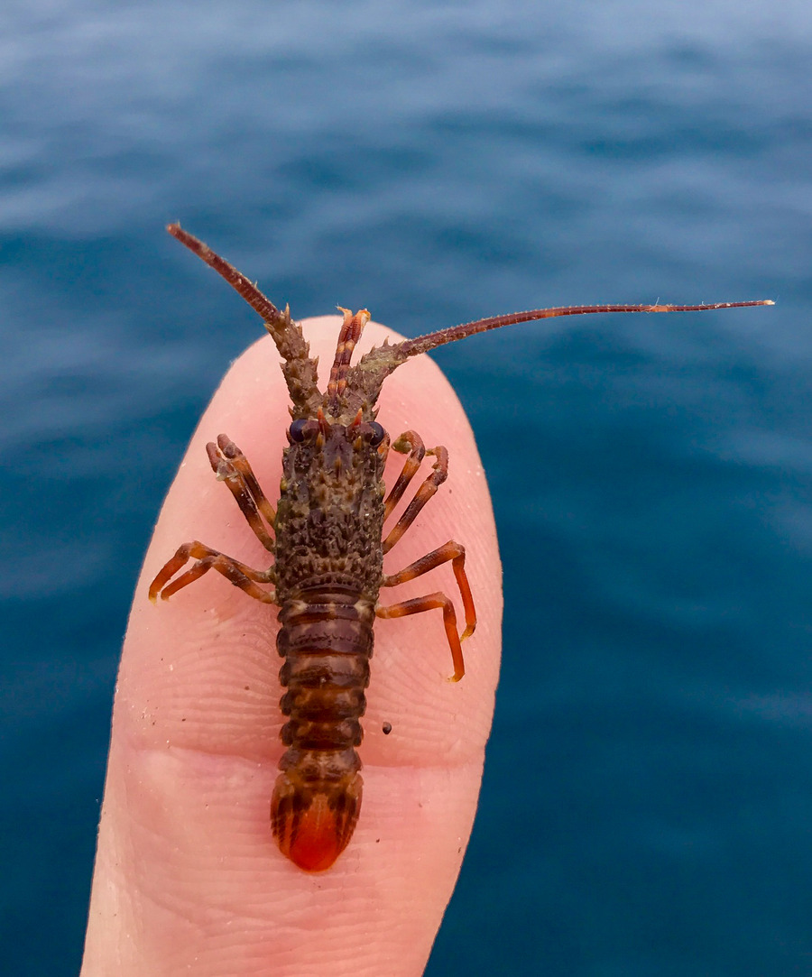 Understanding Crayfish - The Fishing Website