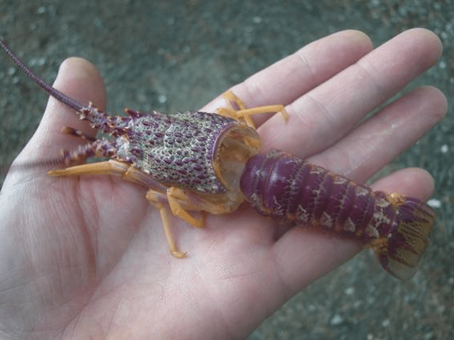 Understanding Crayfish - The Fishing Website