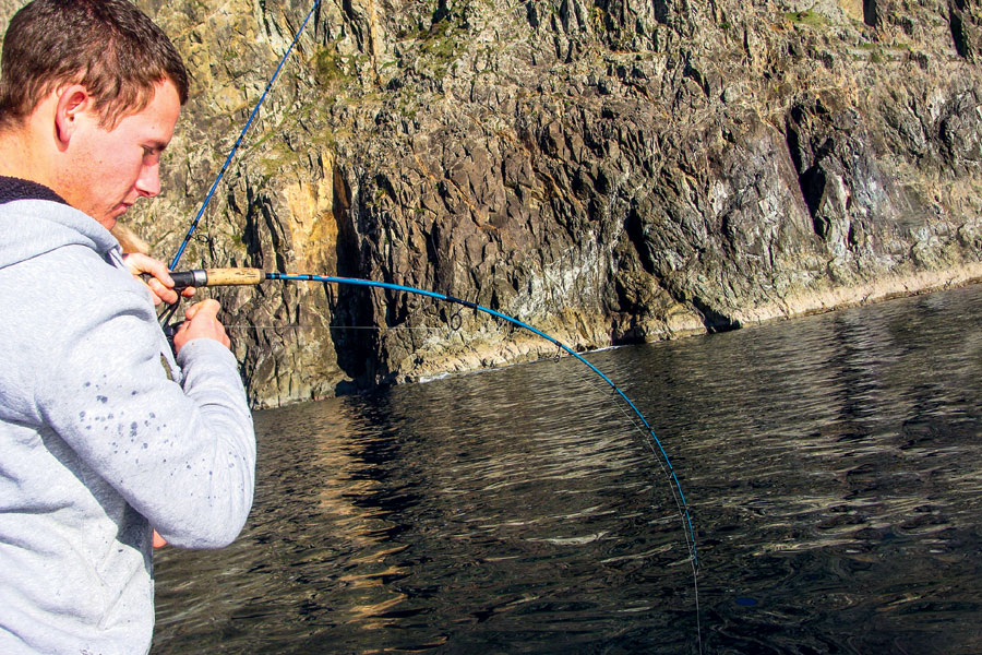 How to Catch Koheru - The Fishing Website