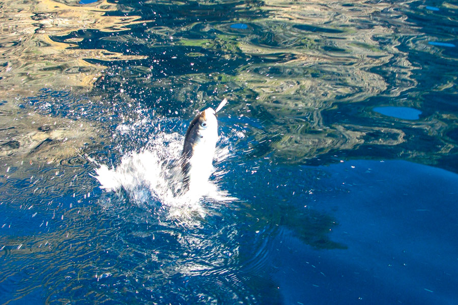 How to Catch Koheru - The Fishing Website