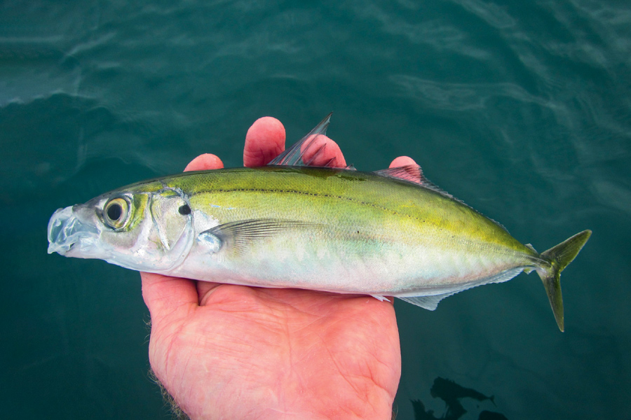 How to Catch Koheru - The Fishing Website