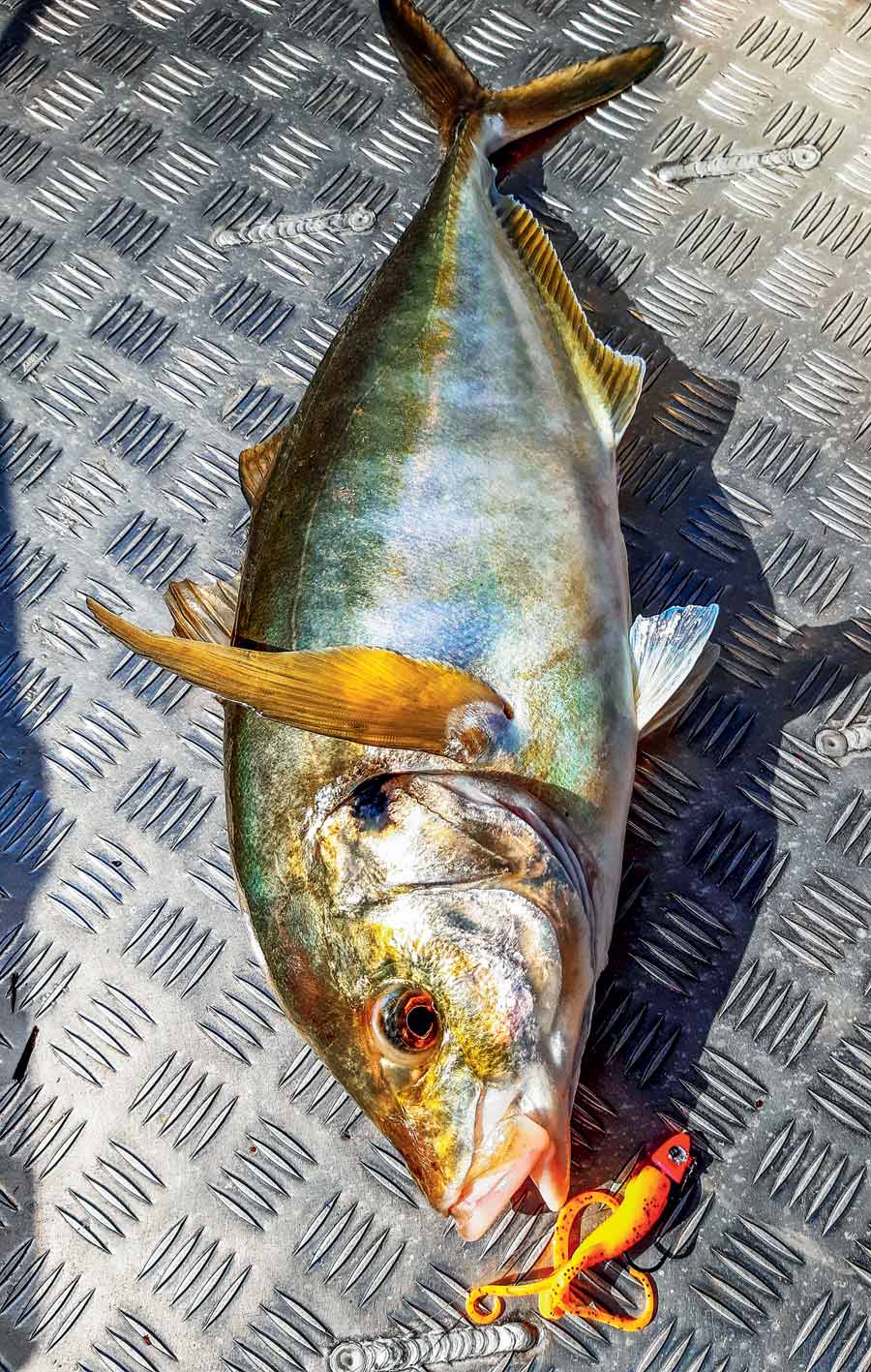 Joining the 20lb Snapper Club - The Fishing Website