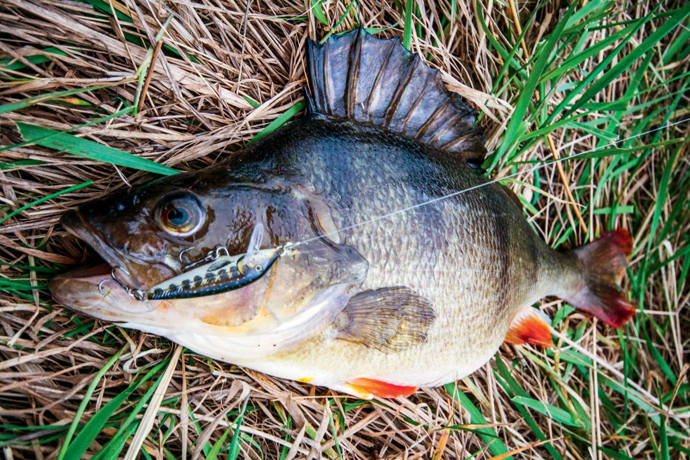 Targeting Freshwater Perch - The Fishing Website