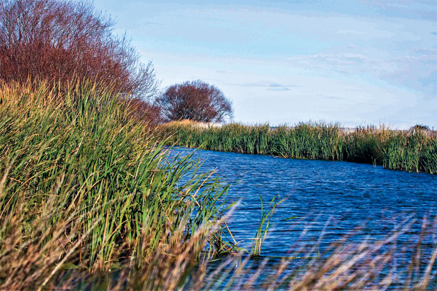 Targeting Freshwater Perch - The Fishing Website
