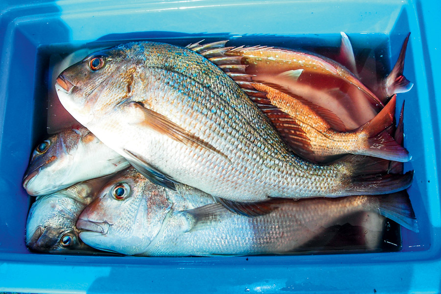 Winter Snapper Basics - The Fishing Website
