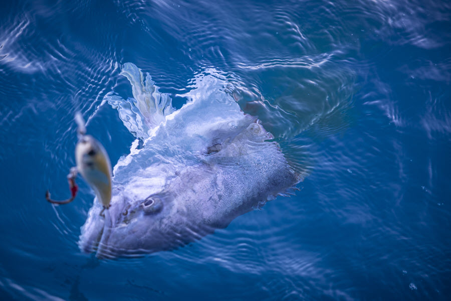 Topwater Techniques for Kingfish - The Fishing Website