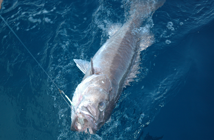 Fishing The Bay of Plenty New Zealand - The Fishing Website