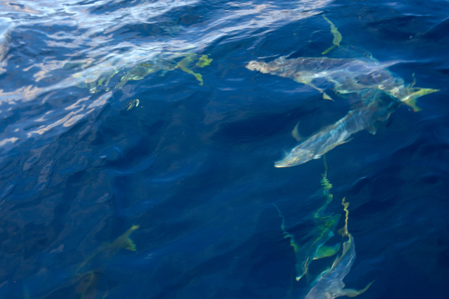 Tactics for Tough Fishing - The Fishing Website