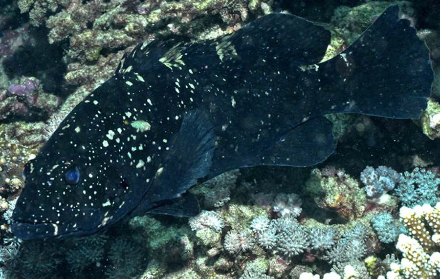 Public Encouraged to Share Protected Species Sightings - The Fishing ...