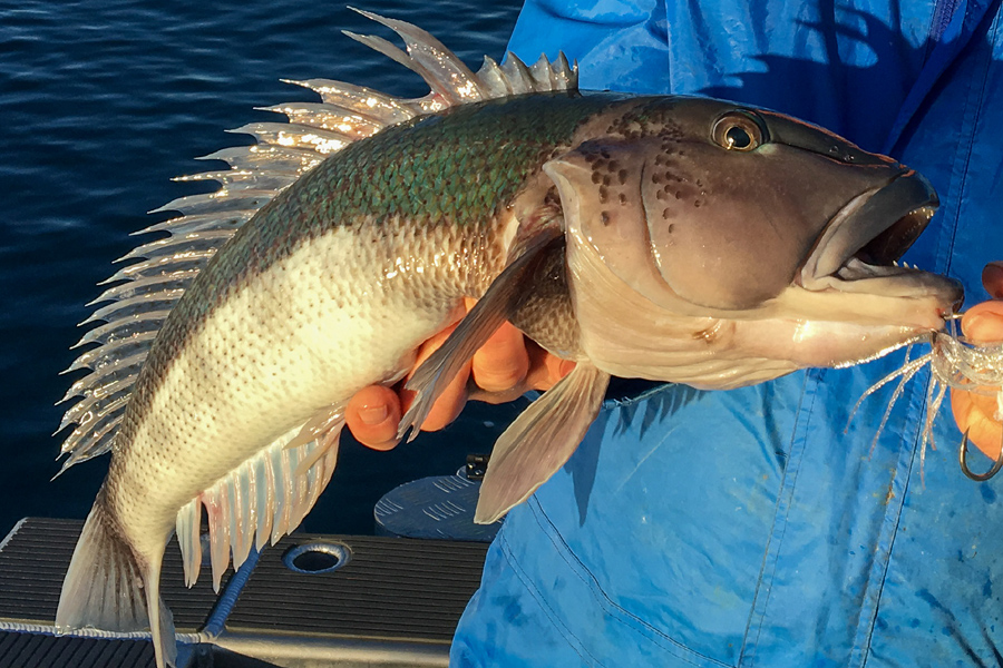 Interesting Facts About Blue Cod - The Fishing Website