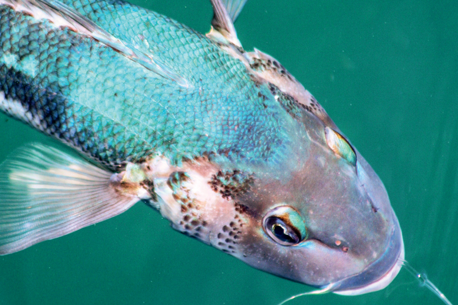 Interesting Facts About Blue Cod - The Fishing Website