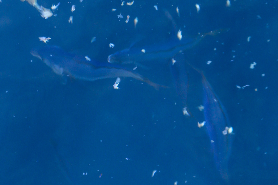 Koheru - The Ultimate Baitfish - The Fishing Website