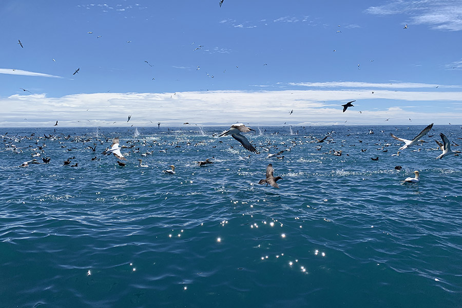 Bream Bay Fishing Report - 27/11/25 - The Fishing Website