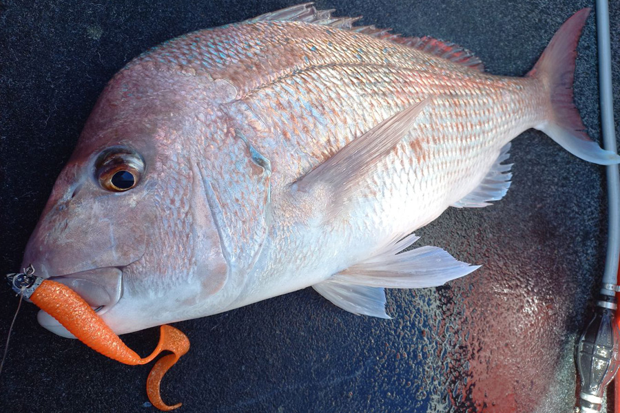 Bream Bay Fishing Report - 5/10/23 - The Fishing Website