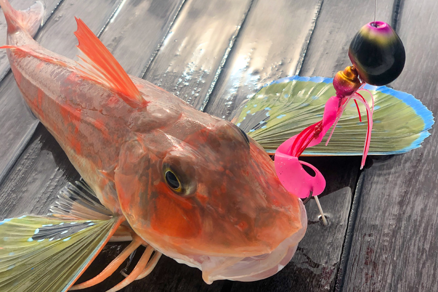 Expert Tips to Catch Gurnard - The Fishing Website