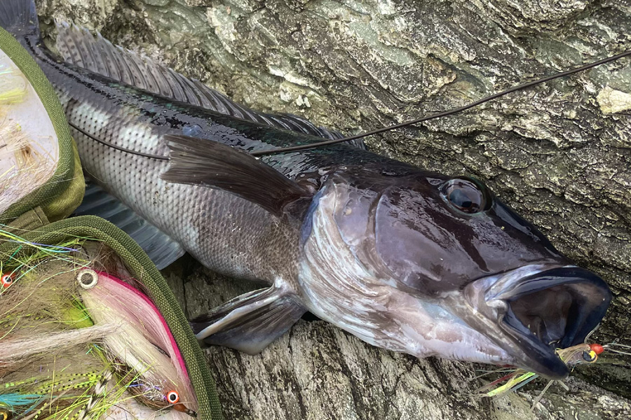 Subscribe and Win an Incredible Chatham Islands Adventure - The Fishing ...