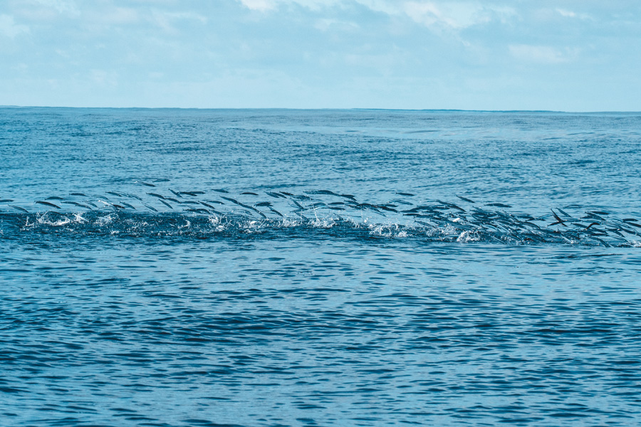 How to Find Striped Marlin - The Fishing Website