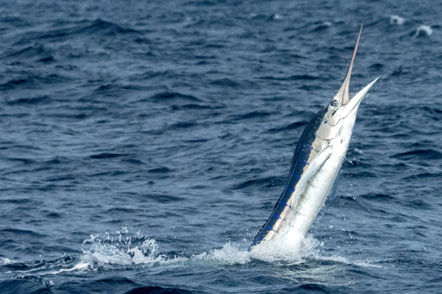 How to Find Striped Marlin - The Fishing Website