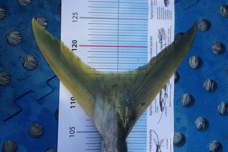 Estimating Gamefish Weights - The Fishing Website