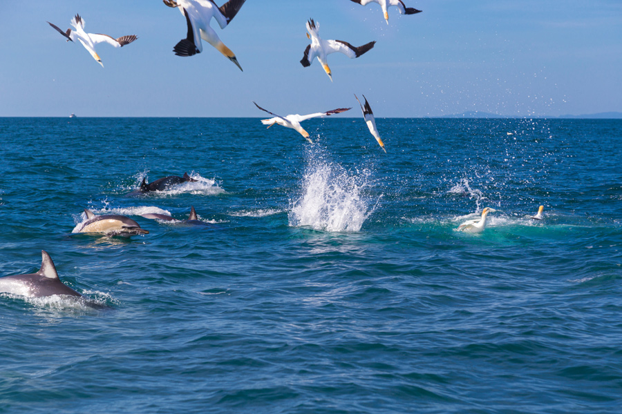 Fish Where the Fish Are - The Fishing Website