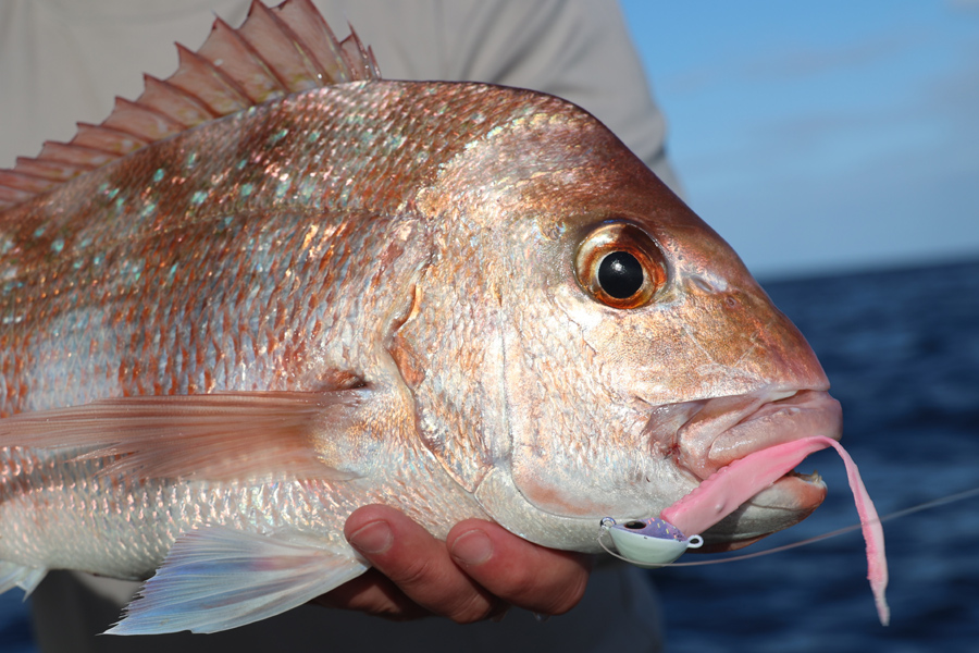 NZ Review of New Fishbites Products - The Fishing Website