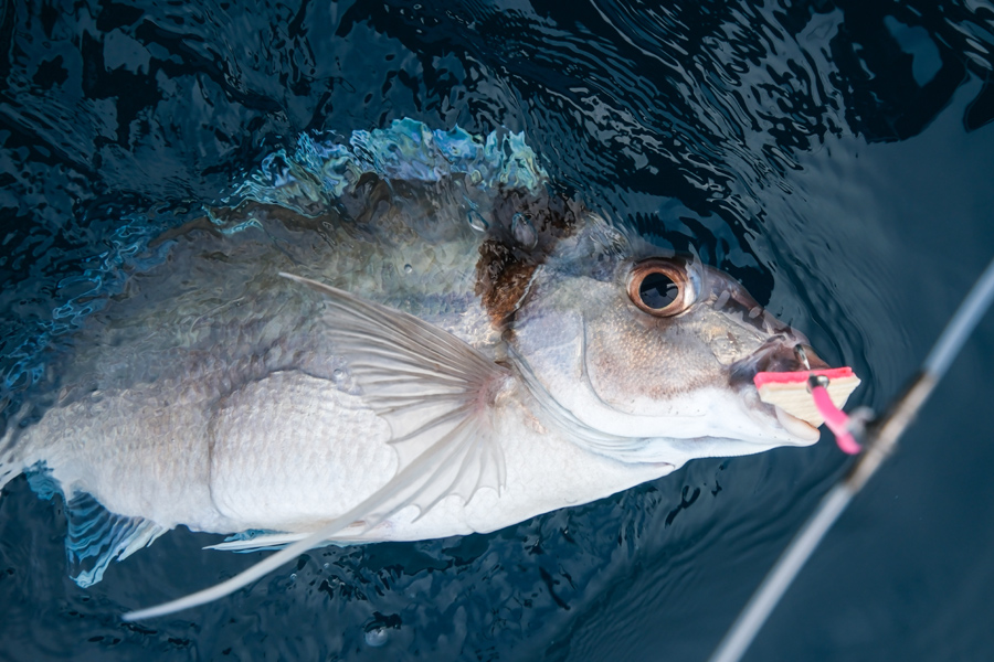 NZ Review of New Fishbites Products - The Fishing Website