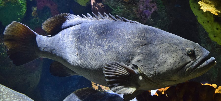 Public Encouraged to Share Protected Species Sightings - The Fishing ...