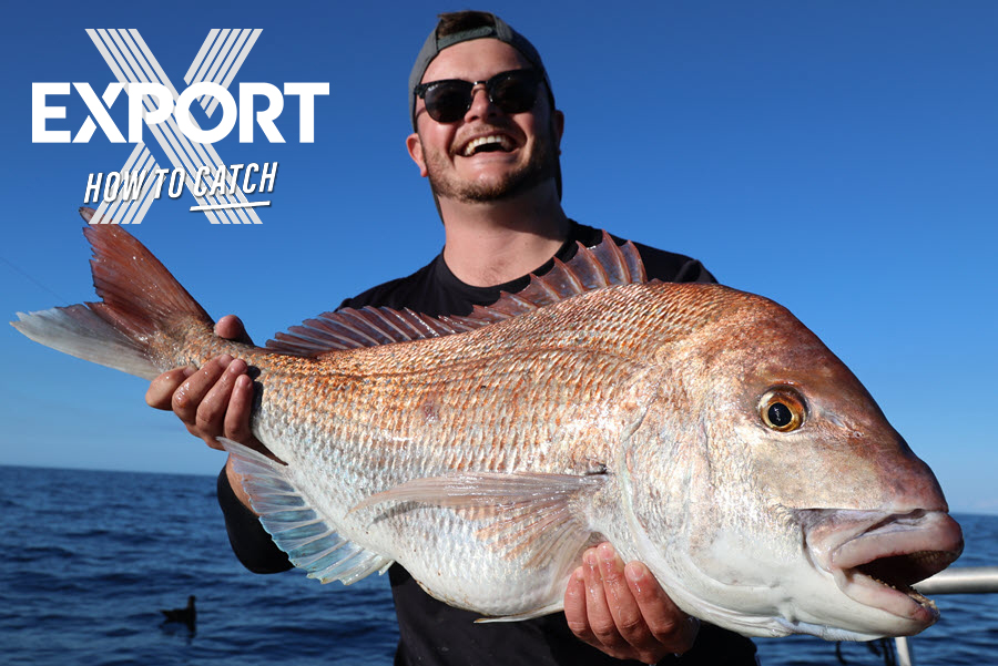 Blue Snapper Fish