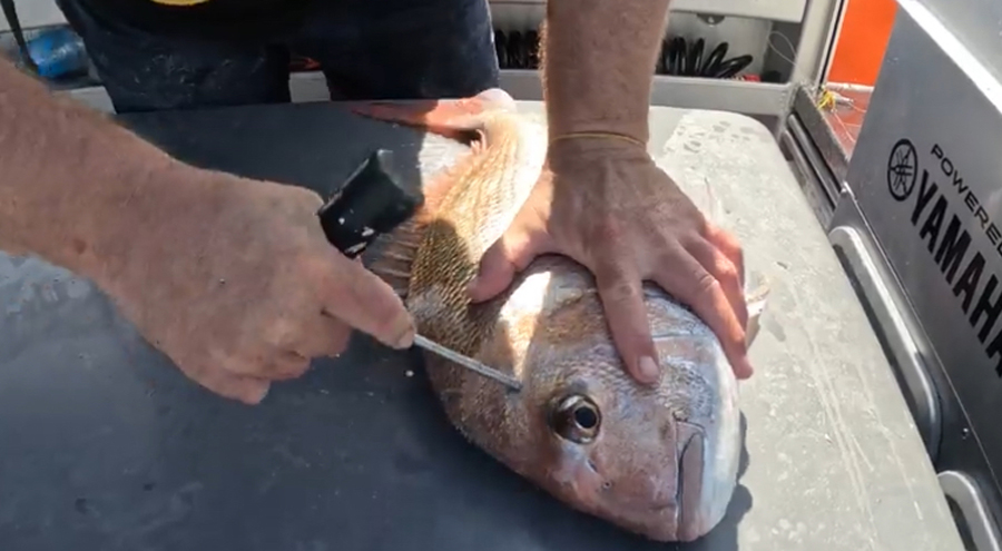 Maximising the Eating Quality of Fish - The Fishing Website