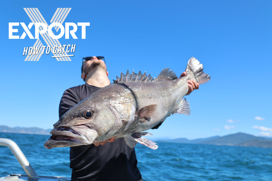 How to Catch: Tarakihi & Hapuku - The Fishing Website