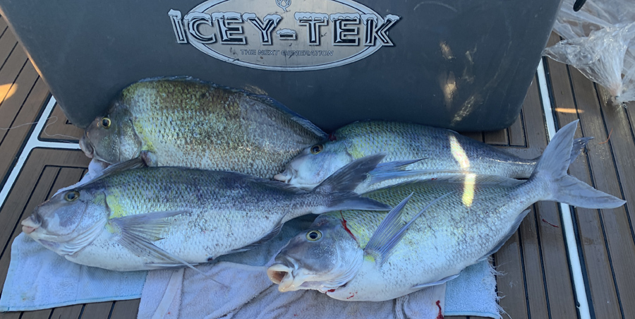 Bream Bay Fishing Report - 16/05/24 - The Fishing Website