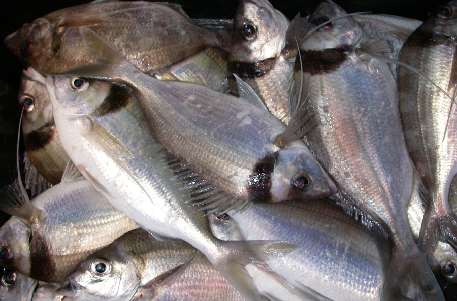 Tauranga Fishing Report - 14/12/23 - The Fishing Website