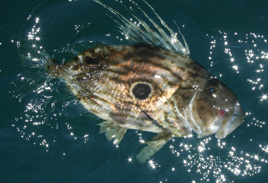 EDGE Fishing Tackle Talk Q&A - The Fishing Website